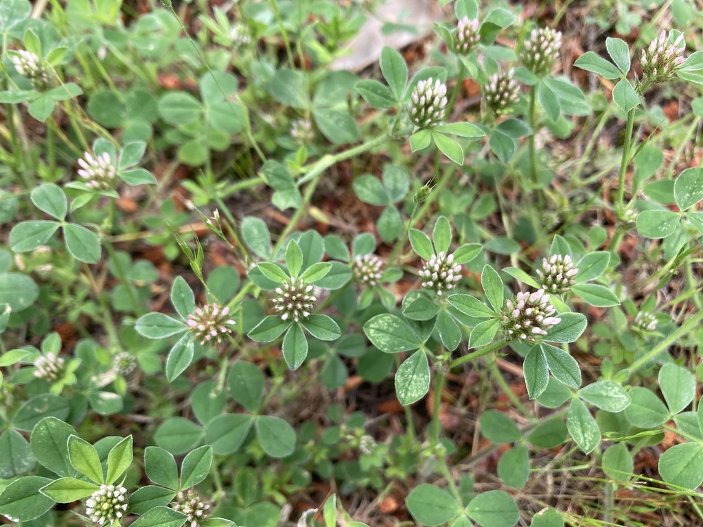 Knotted clover from restricted access, Sportsman Lake area, San Juan ...