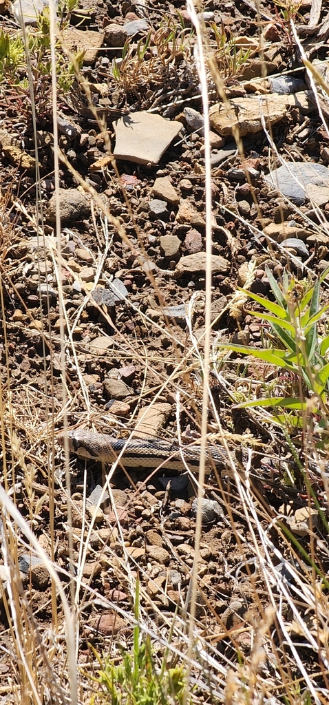 Great Basin Gopher Snake from Elko County, NV, USA on July 25, 2024 at ...