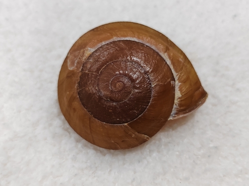 Camaena jinpingensis · NaturaLista Colombia