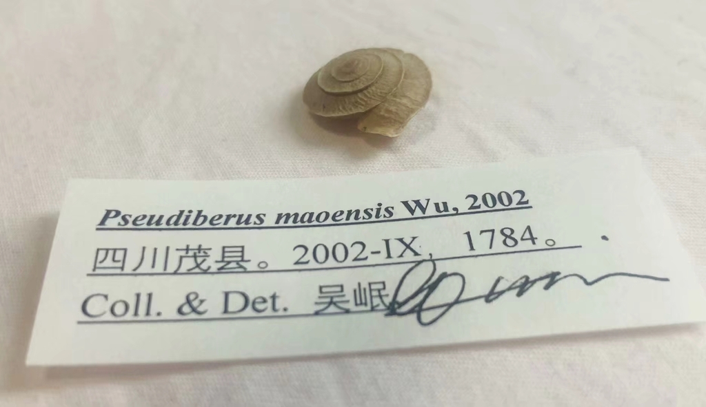 Pseudiberus from 四川省阿坝藏族羌族自治州茂县叠溪镇火地沟 on September 19, 2002 at 07:48 PM ...