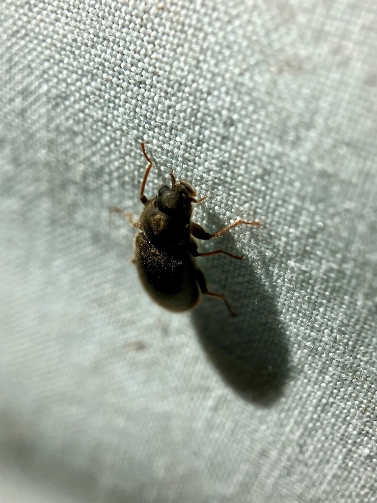 Pelonomus obscurus from Gainesville, FL, USA on July 28, 2024 at 08:59 ...