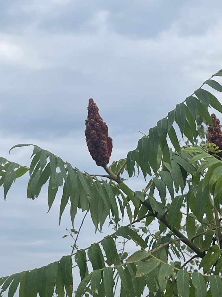 staghorn sumac from Appalachian National Scenic Trail, Palmerton, PA ...