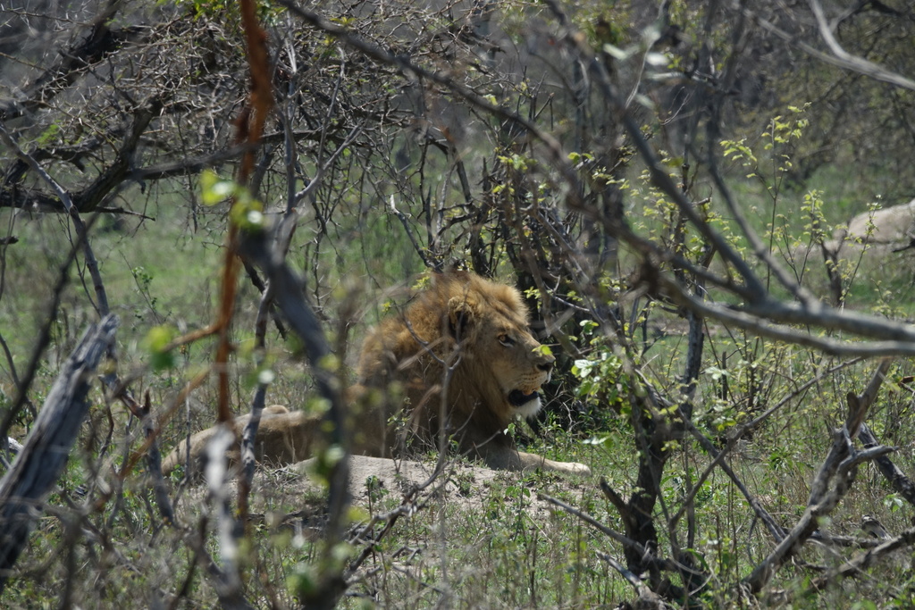 Southern Lion in October 2017 by Pauline Rico · iNaturalist
