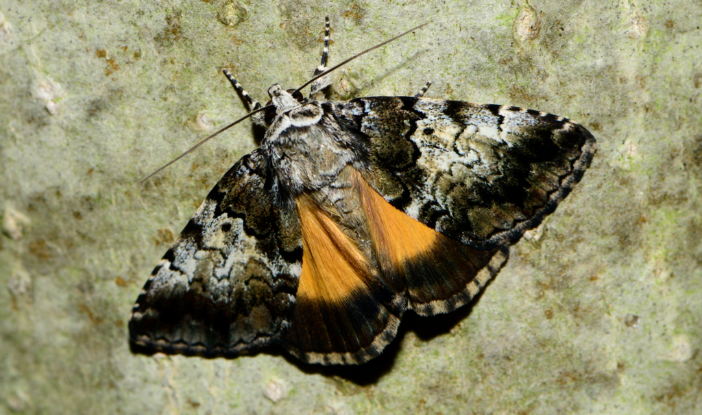 False Underwing in July 2024 by Jason Hafstad · iNaturalist
