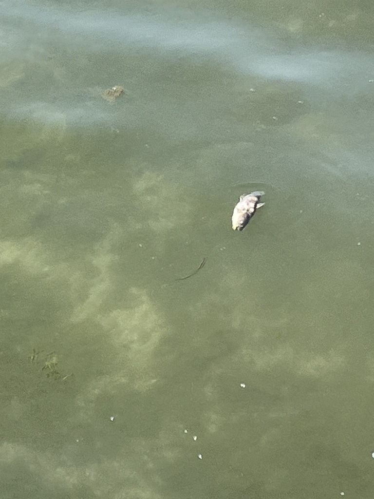 Brown Bullhead from Seneca County, NY, USA on July 28, 2024 at 02:04 PM ...