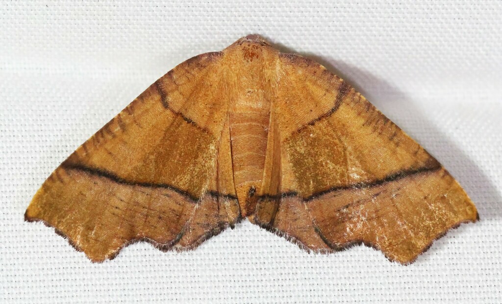 Straight-lined Plagodis Moth from Brown County State Park Nature Center ...
