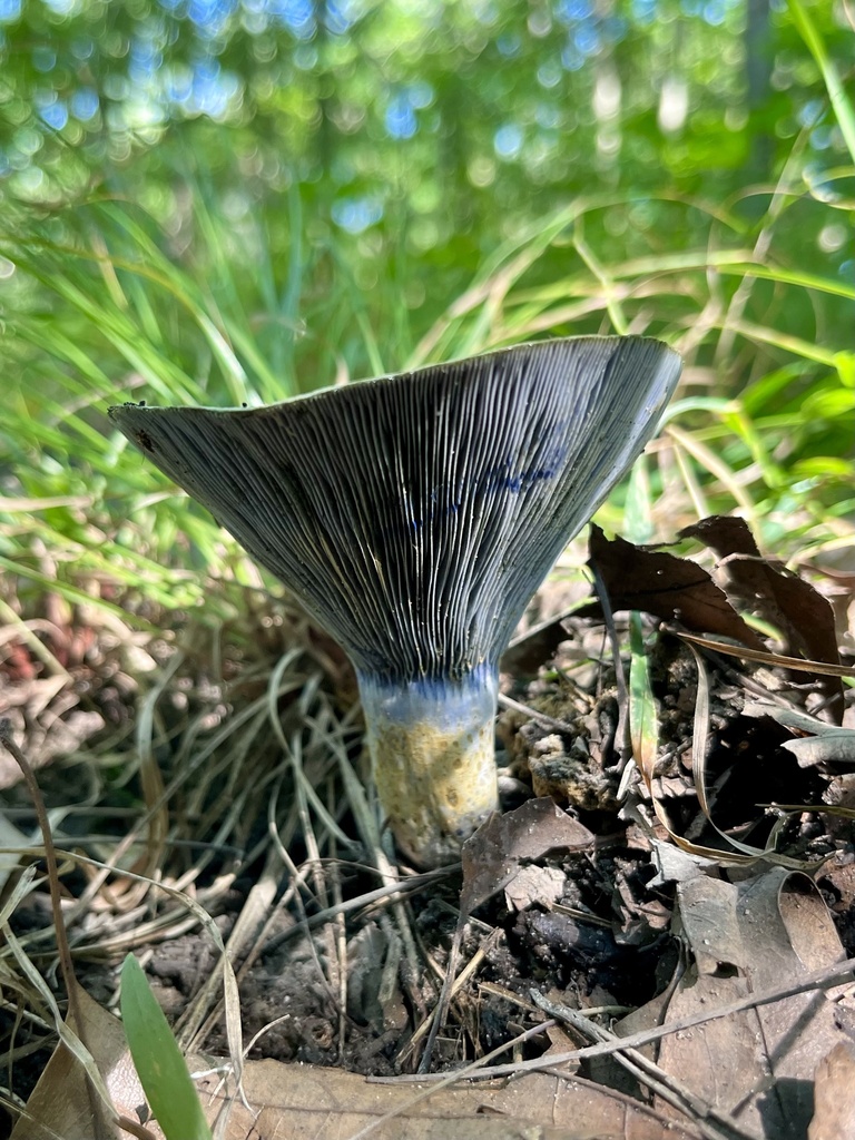 indigo milk cap from Spring Garden Natural Area, Windsor, ON, CA on ...