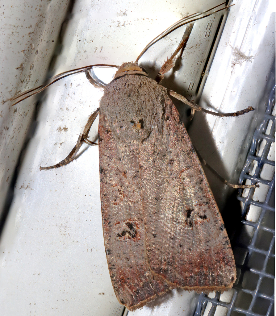 Green Cutworm Moth from Oak Ridge, TN, USA on July 26, 2024 at 09:45 PM ...