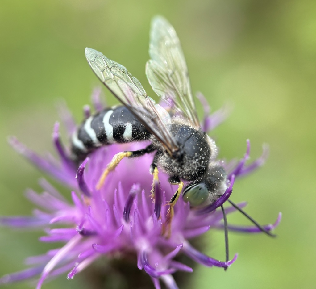 Eastern Sand Wasp from Kejimkujik National Park Seaside, Queens, NS, CA ...