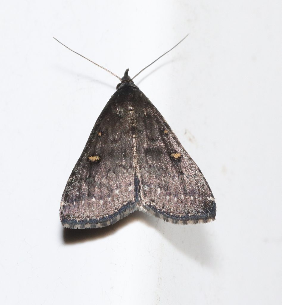 Smoky Tetanolita Moth from Oak Ridge, TN, USA on July 26, 2024 at 11:15 ...