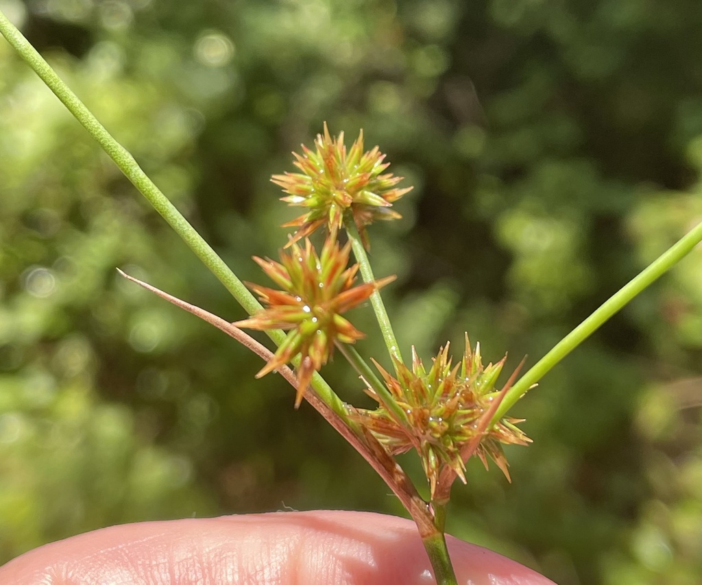 Roundhead Rush from Pangburn, AR, US on July 28, 2024 at 12:51 PM by ...