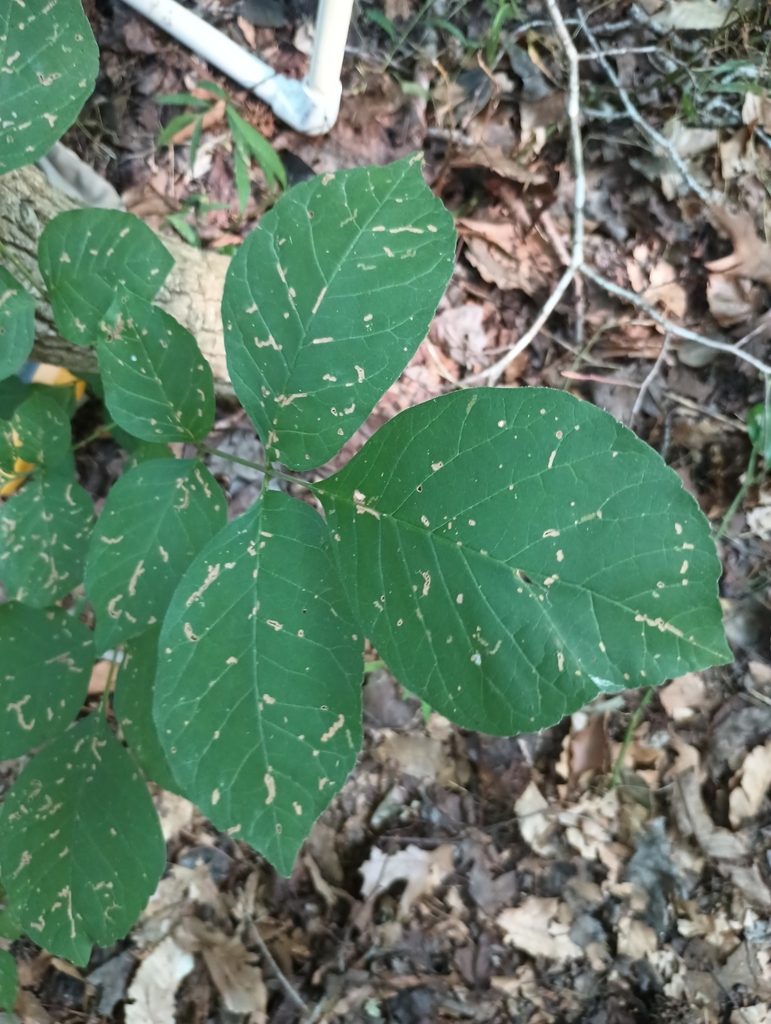 plants from Lothian, MD 20711, USA on July 29, 2024 at 09:34 AM by ...