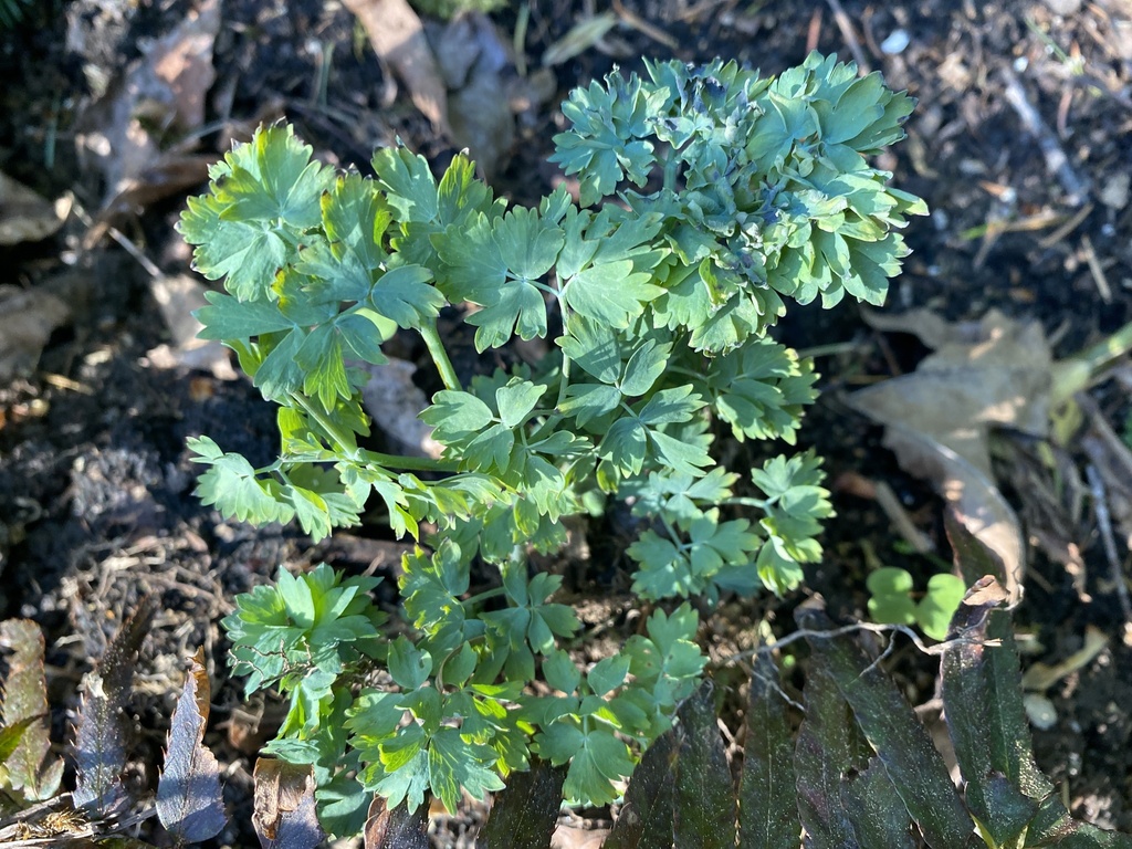 Fendler's Meadow-rue from SW Upper Dr, Portland, OR, US on April 21 ...