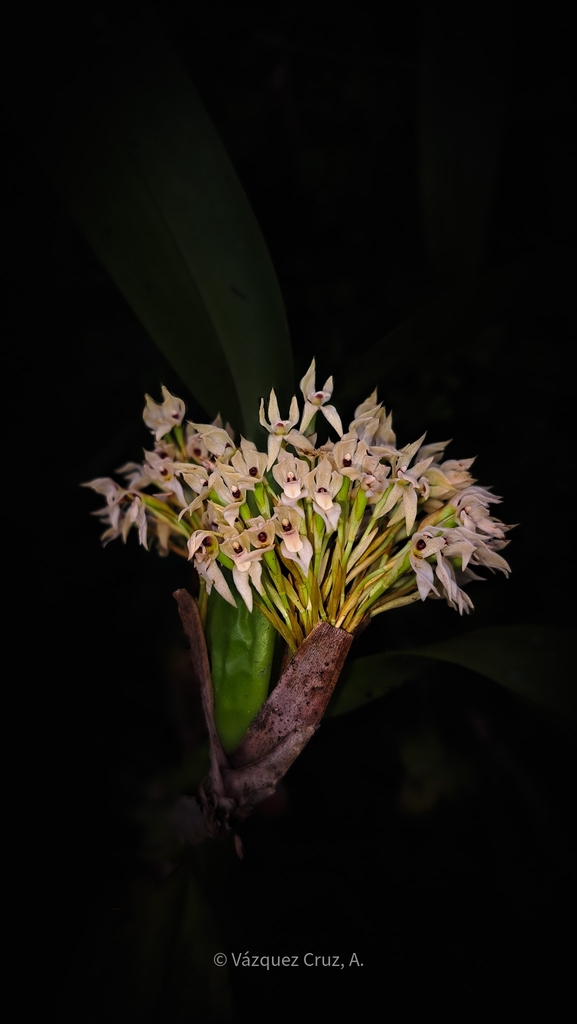 Maxillaria densa from 94455 Ver., México on January 27, 2024 at 12:01 ...