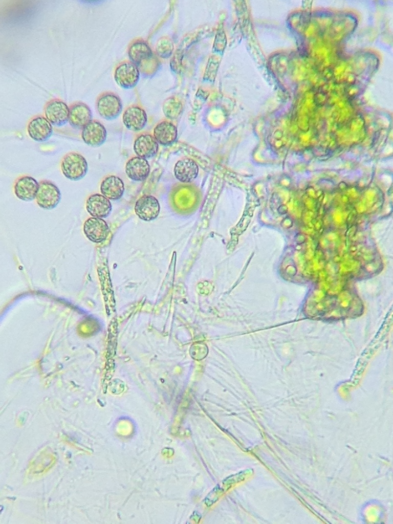 Cyanothece major from Comox Valley, BC, Canada on June 15, 2024 at 02: ...