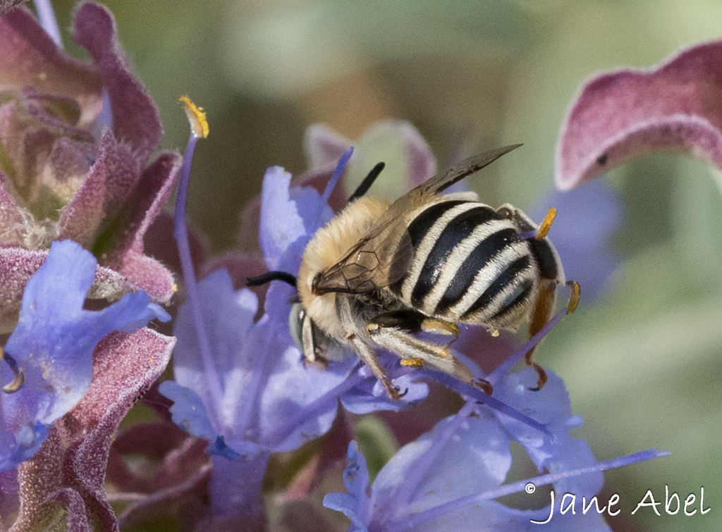 Urbane Digger Bee from Richland, WA, USA on July 28, 2024 at 02:24 PM ...