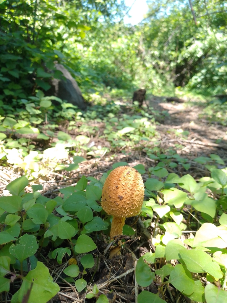 Golden Floccose Lepidella from 28977 Col., México on July 27, 2024 at ...