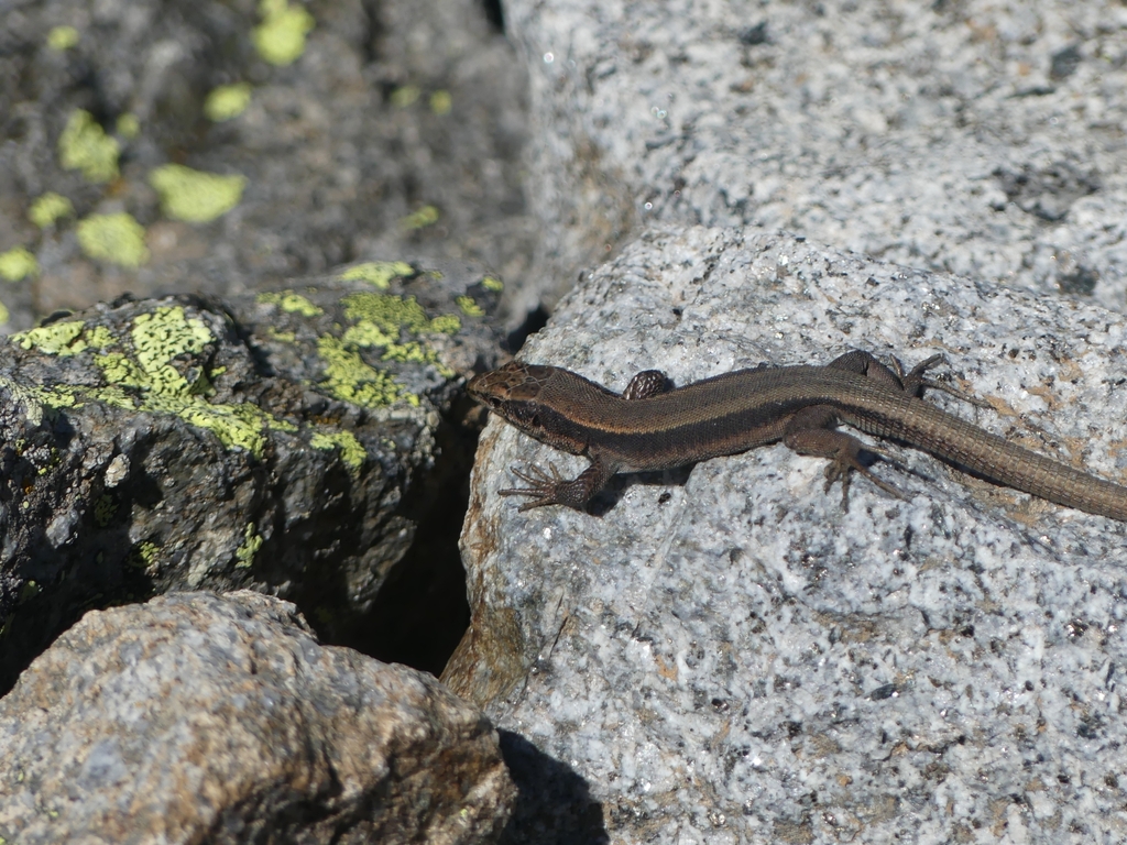 Pyrenean Rock Lizard from 65170 Vielle-Aure, France on July 22, 2024 at ...