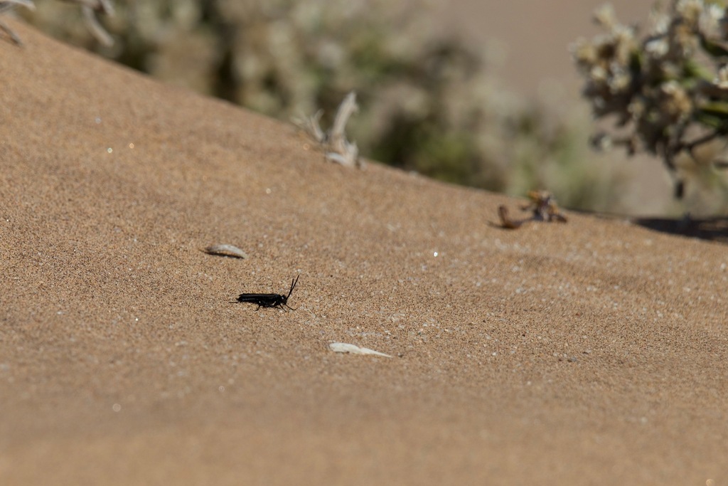 Spider Wasps from Erongo Region, Namibia on March 7, 2024 at 09:50 AM ...