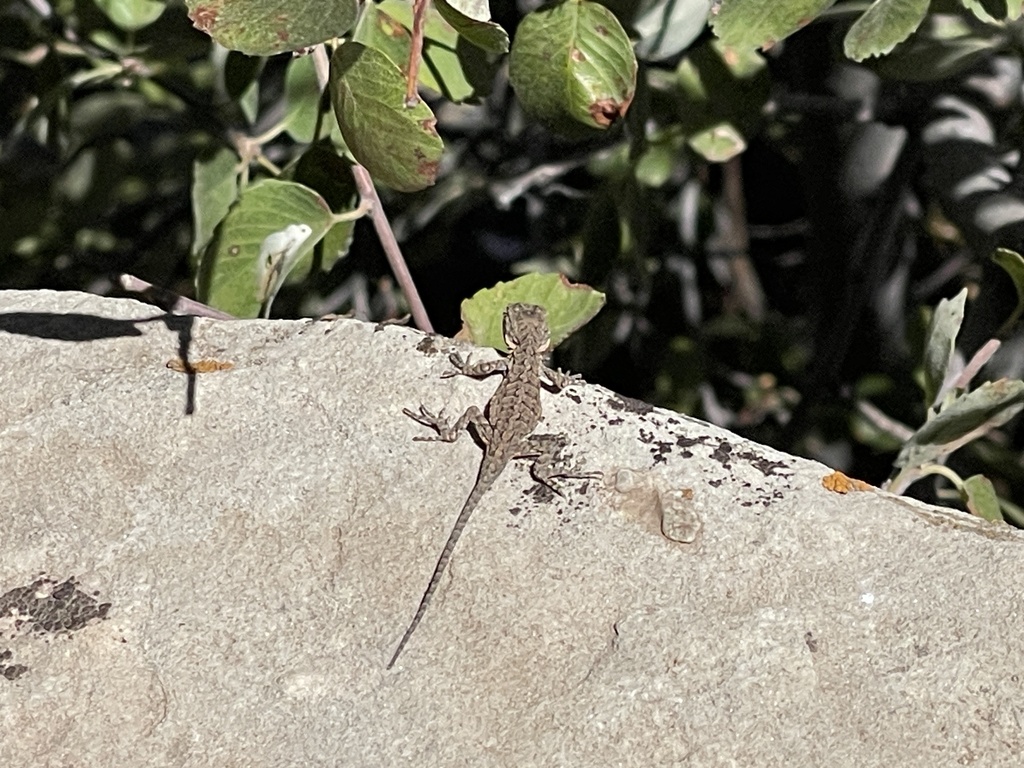 Ornate Tree Lizard from 大峽谷, Grand Canyon Village, AZ, US on July 29 ...