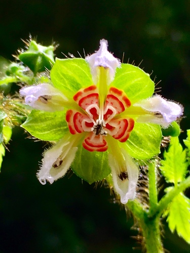 Subespecie Nasa triphylla rudis · NaturaLista Colombia