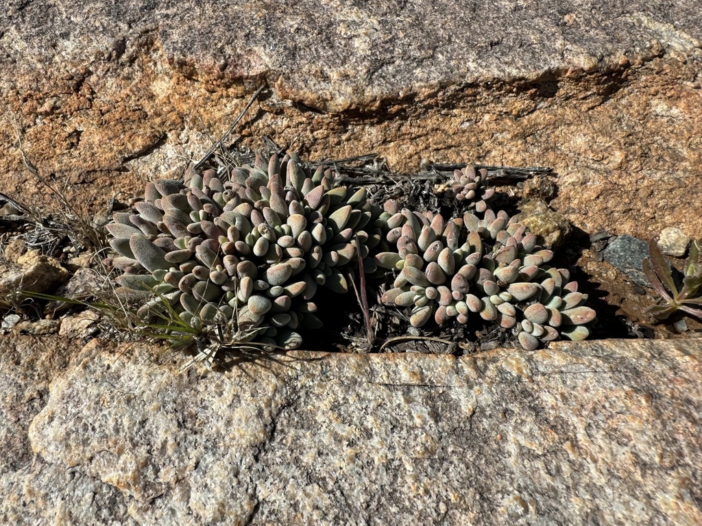 Crassula namaquensis from N7, Springbok, NC, ZA on July 29, 2024 at 12: ...