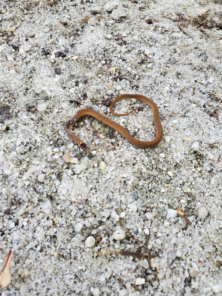Red-bellied Snake from Savannah, GA 31405, USA on July 29, 2024 at 02: ...