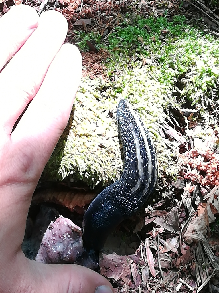 Ash-black Slug from Bolzano, Trentino-Alto Adige, IT on June 04, 2019 ...