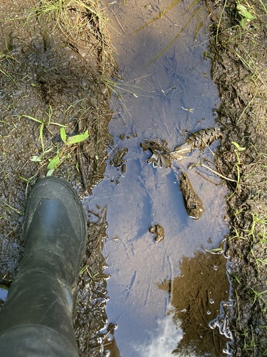 iNaturalist Tracking Database – NatureTracking