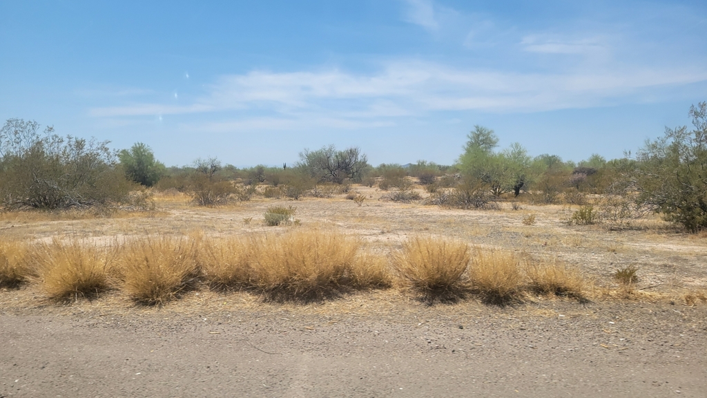 buffelgrass from Scottsdale, AZ 85255, USA on July 29, 2024 at 12:44 PM ...