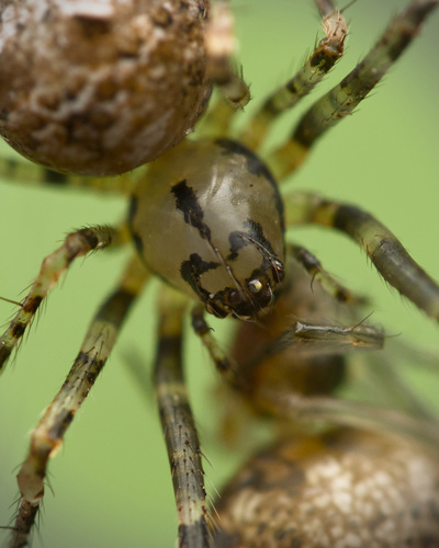 Subfamily Mimetinae · iNaturalist