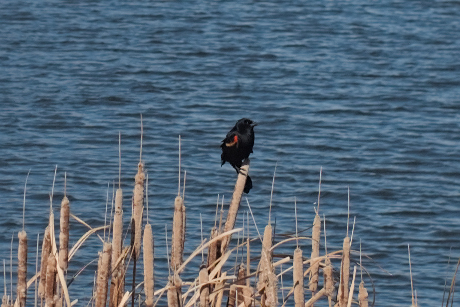 Red-winged Blackbird from Gillette, WY, USA on April 7, 2019 at 02:45 ...