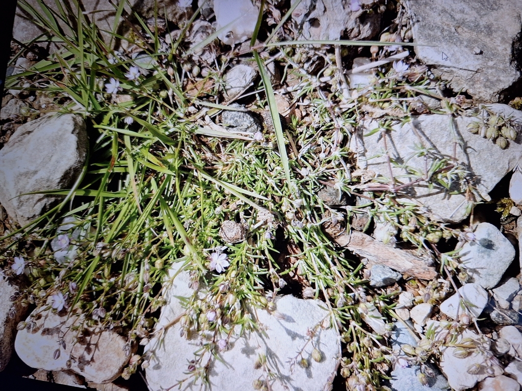 Red Sand Spurrey from Ballater AB35 5XU, UK on July 29, 2024 at 09:26 ...