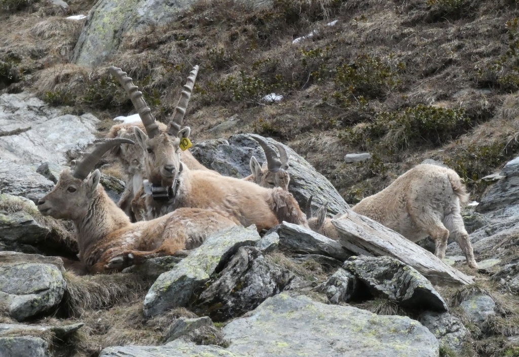 Alpine Ibex (Capra ibex) - Know Your Mammals