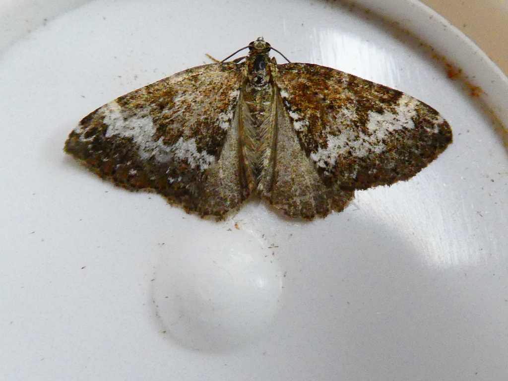 Small Rivulet from Quinton B32, UK on July 29, 2024 at 04:46 PM by ...