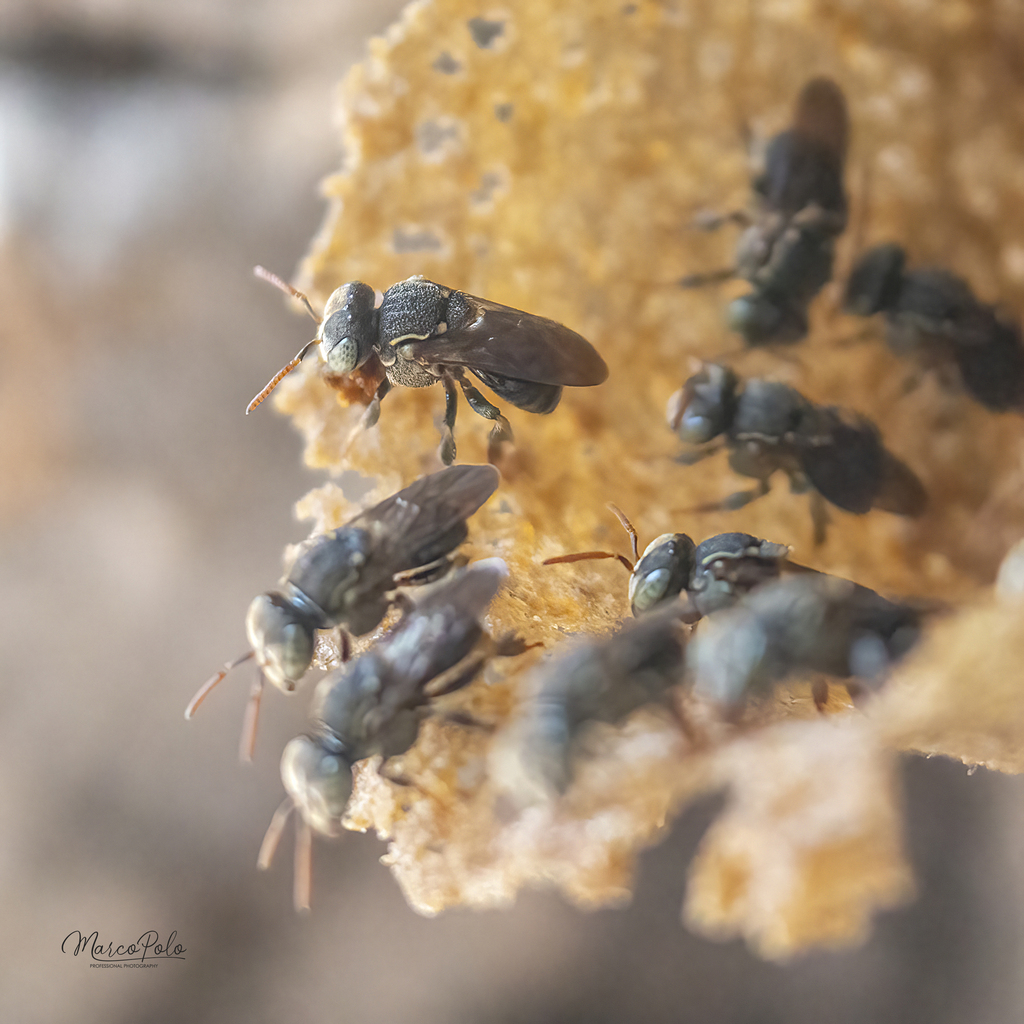 Mexican Pitted-Stingless bee from Primer Cuadro, 80000 Culiacán Rosales, Sin., México on July 29 ...