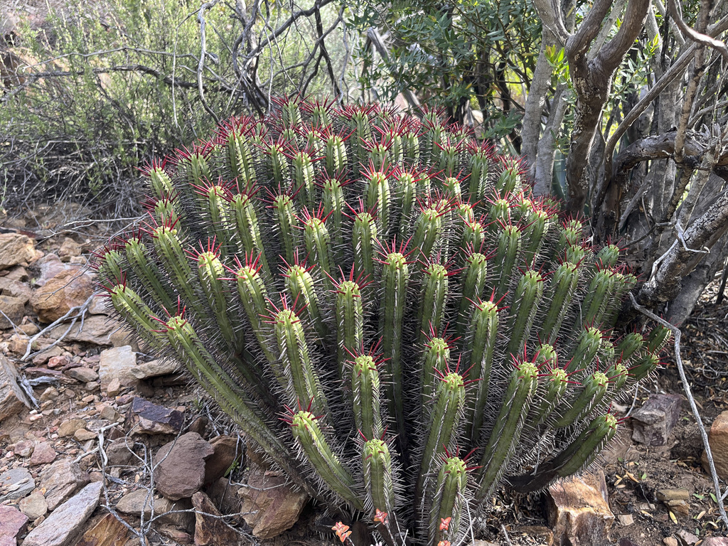 Rock Barrelwort from Leopard Trail, Baviaans, South Africa on July 11 ...