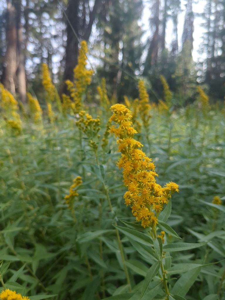 west coast Canada goldenrod from Soda Springs, CA 95728, USA on July 27 ...