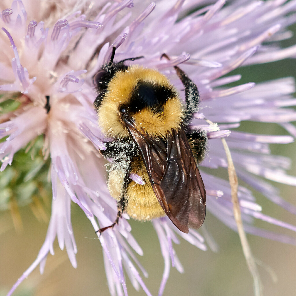 Golden Northern Bumble Bee from Okanagan-Similkameen, BC, Canada on ...