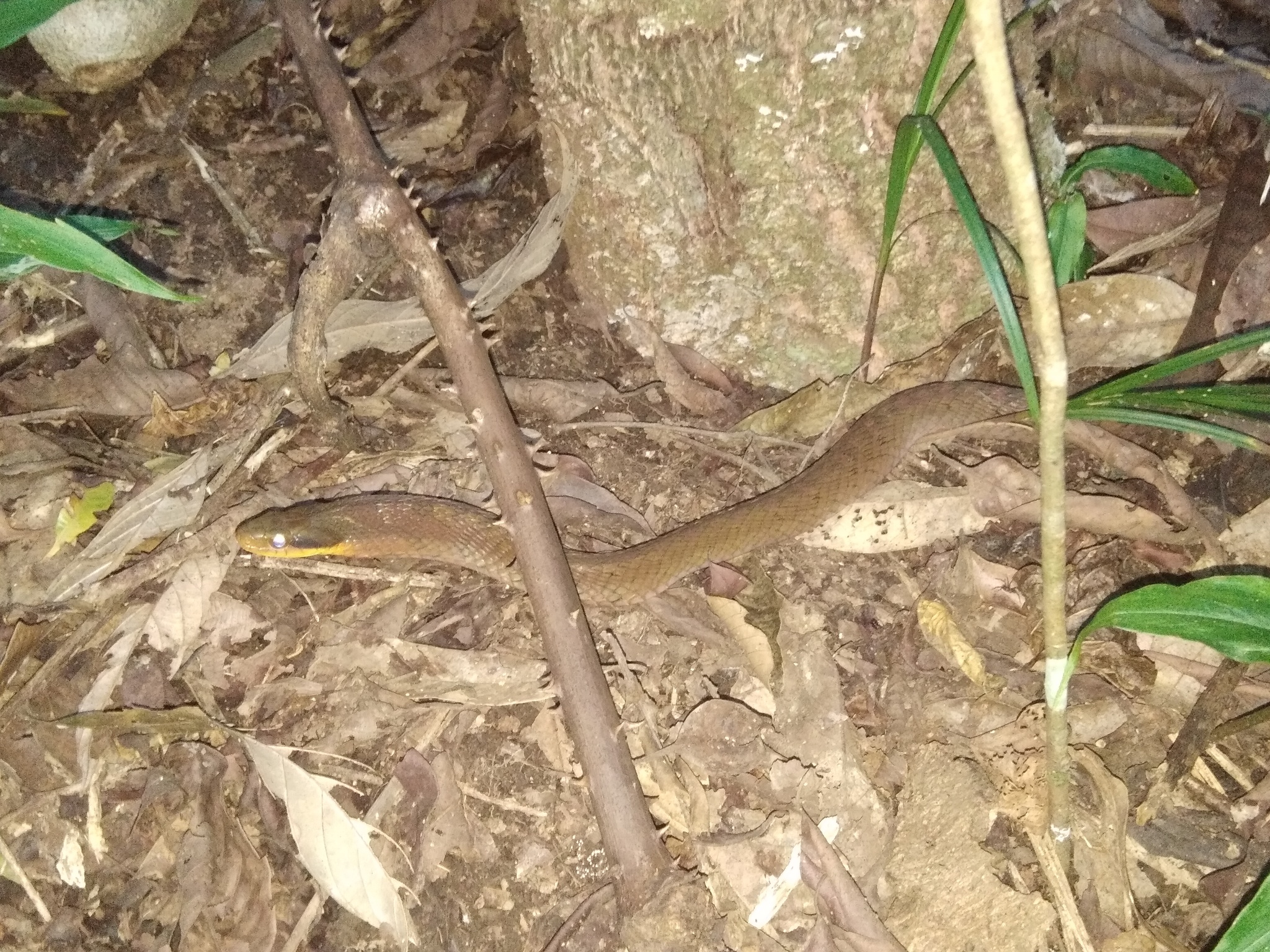 Pseudoxenodon macrops (Blyth, 1855)