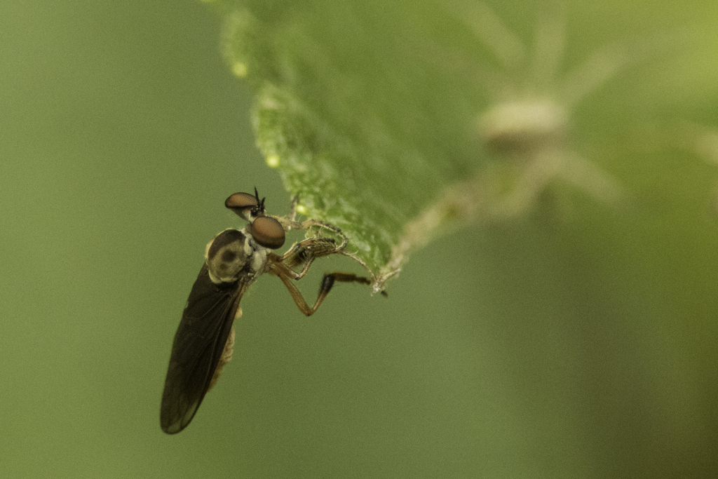 Gnat Ogres from Fort Thomas, KY, USA on July 29, 2024 at 03:55 PM by ...