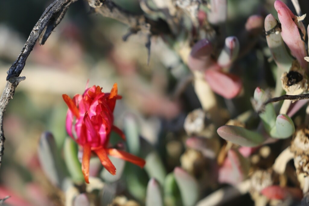Malephora crocea (Tenerife Plants Caryophyllales) · iNaturalist