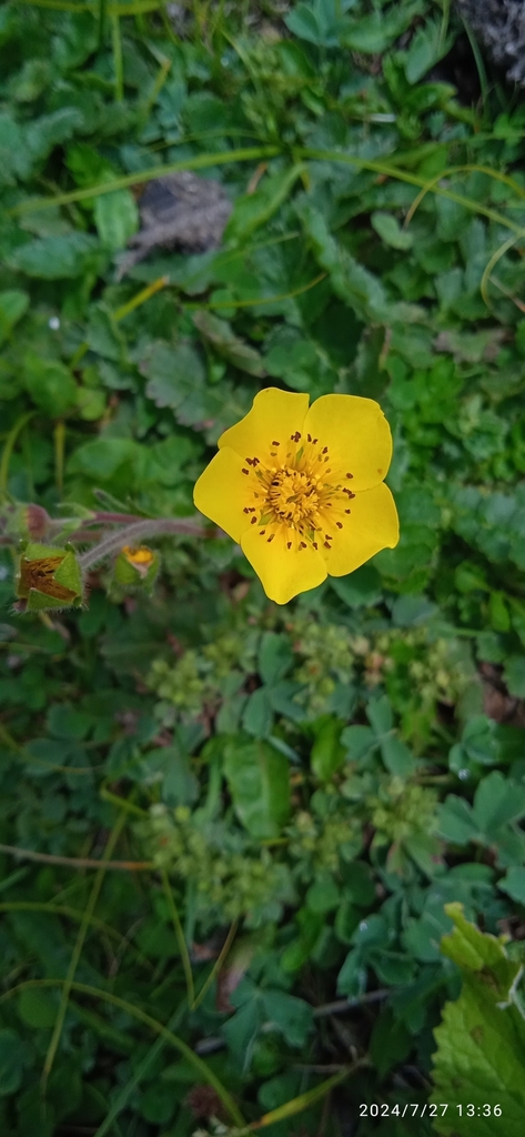 Geum elatum from Bahrain, Swat, Khyber Pakhtunkhwa, Pakistan on July 27 ...
