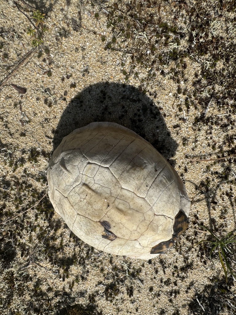 Eastern Box Turtle in July 2024 by Elizabeth Axley · iNaturalist
