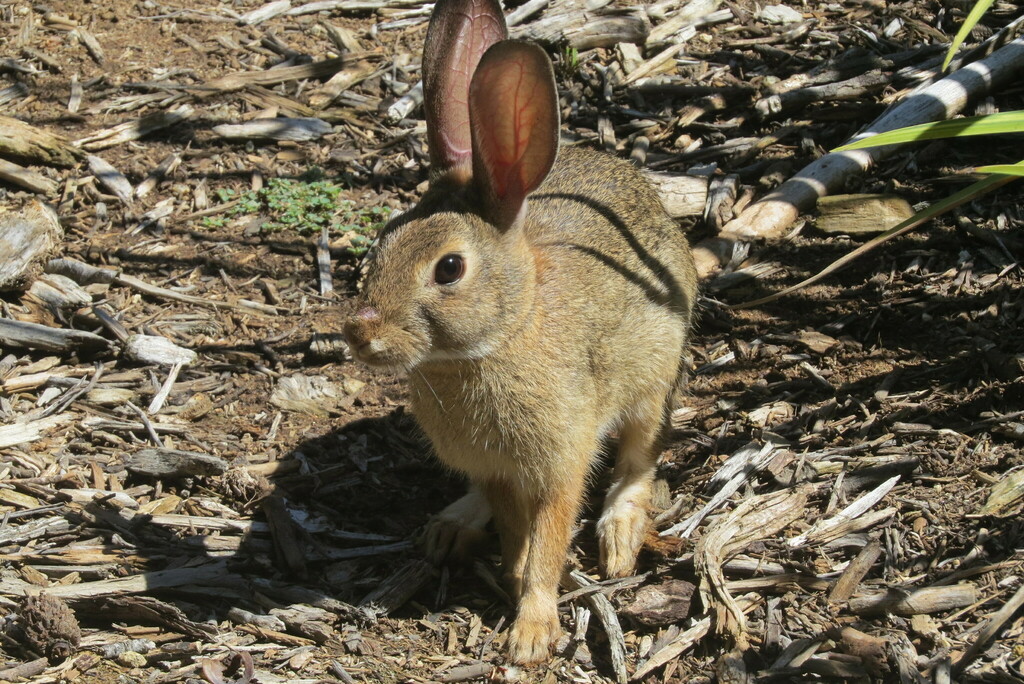 Desert Cottontail from San Diego Zoo Safari Park, San Pasqual Valley Rd ...