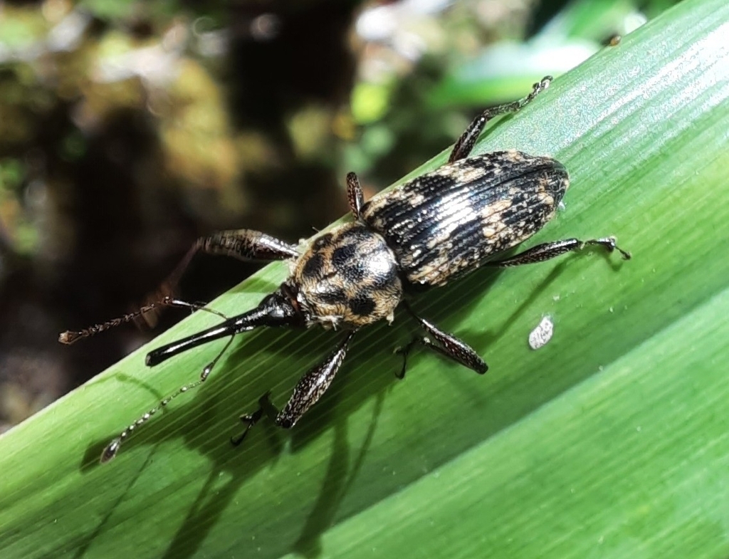 Kauai Nesotocus Weevil in July 2024 by Edwin · iNaturalist