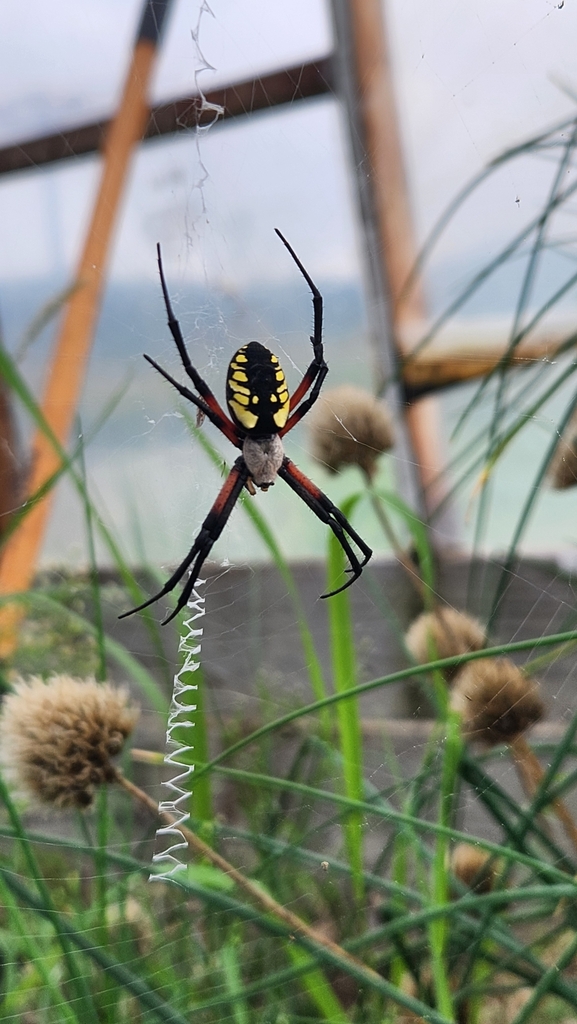 Yellow Garden Spider from Strafford County, US-NH, US on July 29, 2024 ...