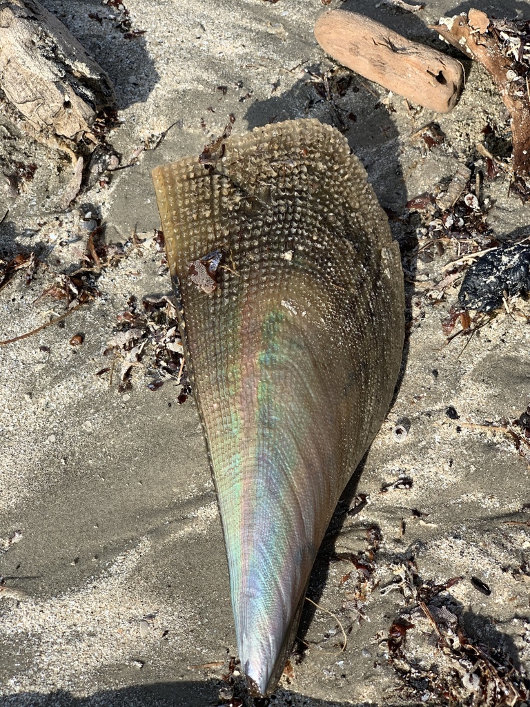 Sawtooth Pen Shell from Nueces County Park, Port Aransas, TX, US on ...