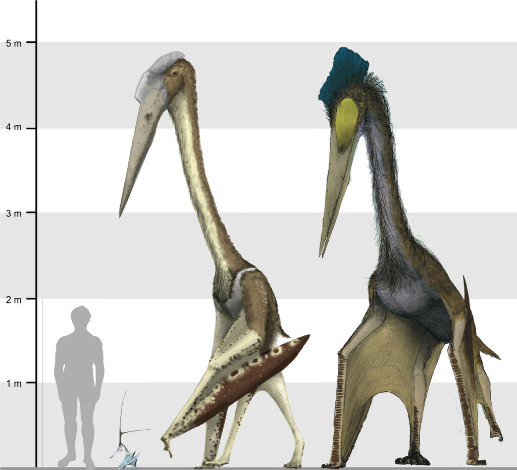 Quetzalcoatlus Northropi Quetzalcoatlus And Keresdrakon