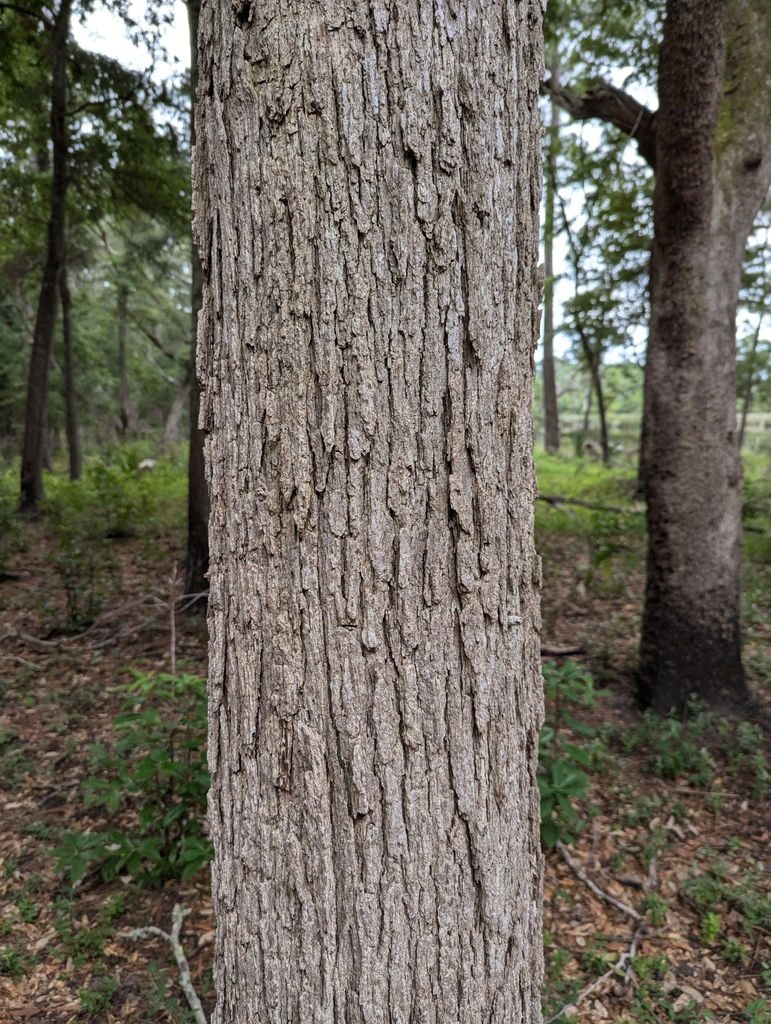 Bluff Oak in July 2024 by Tom Austin. BIP BWO #1 · iNaturalist